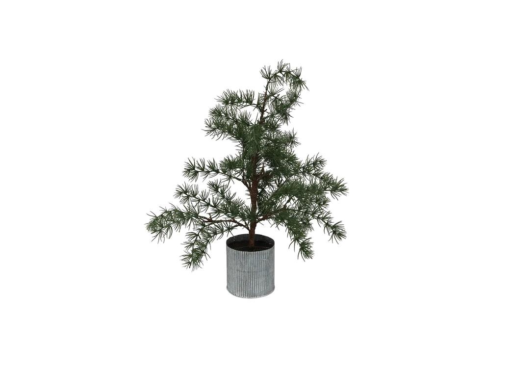 Potted Fraser Fir Tree Extra Small – Sweet Pea Parties
